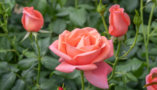 Catherine’s Rose: supporting cancer care at The Royal Marsden | The ...