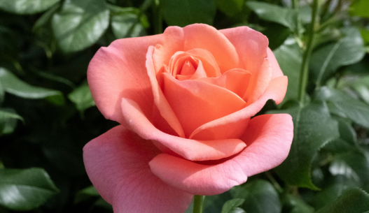 Catherine’s Rose: supporting cancer care at The Royal Marsden | The ...